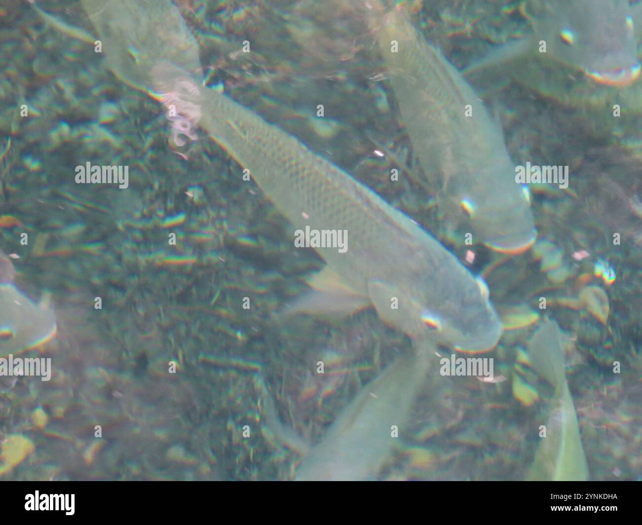 Blue Tilapia (Oreochromis aureus Stock Photo - Alamy