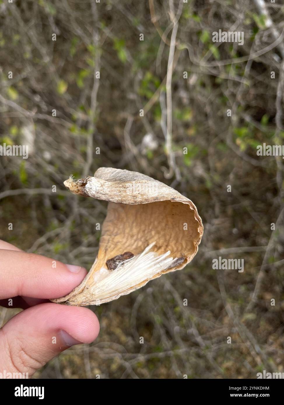 Talayote hi-res stock photography and images - Alamy