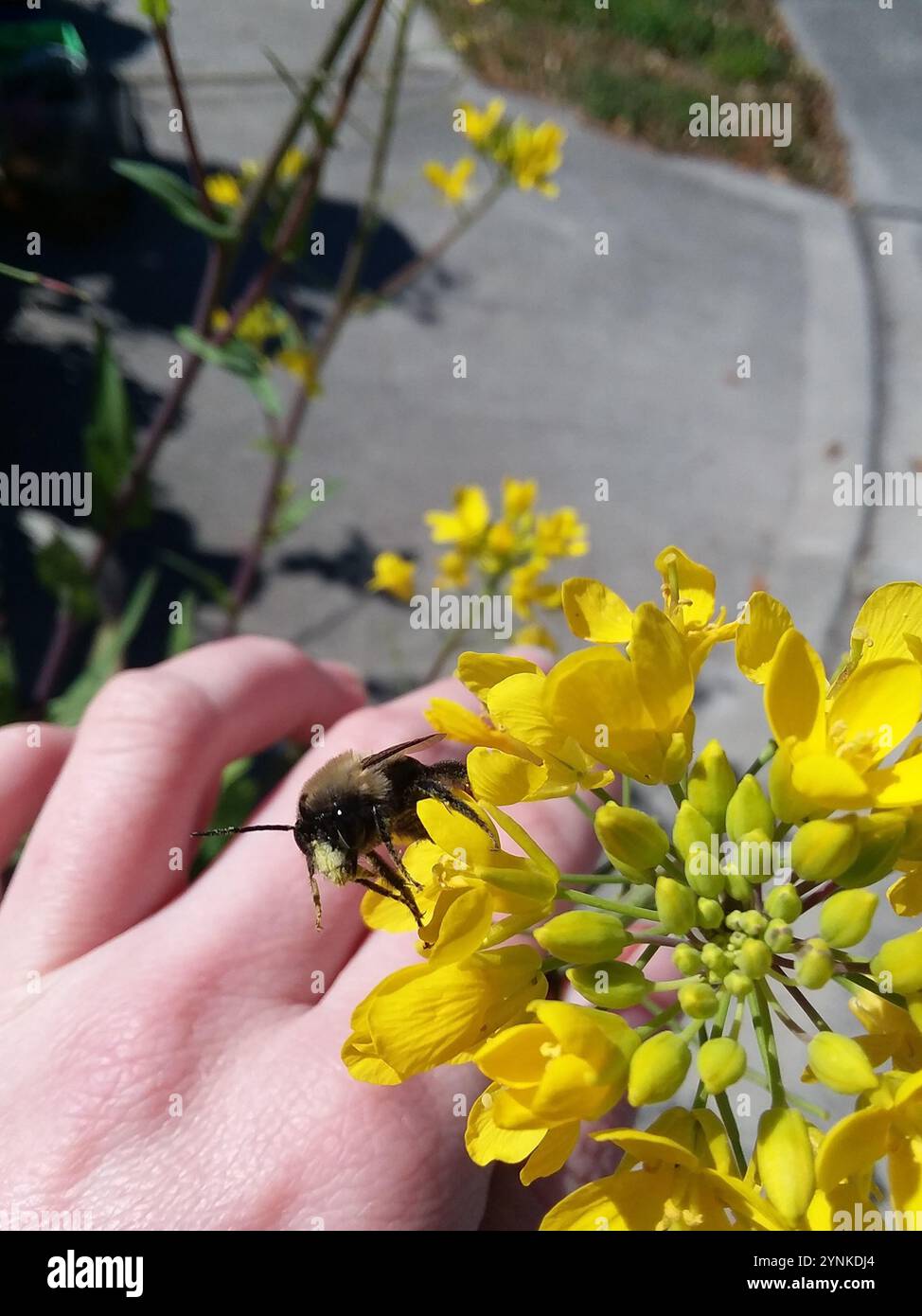 Blueberry Digger Bee (Habropoda laboriosa Stock Photo - Alamy