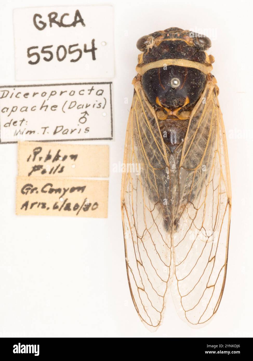 Diceroprocta apache hi-res stock photography and images - Alamy