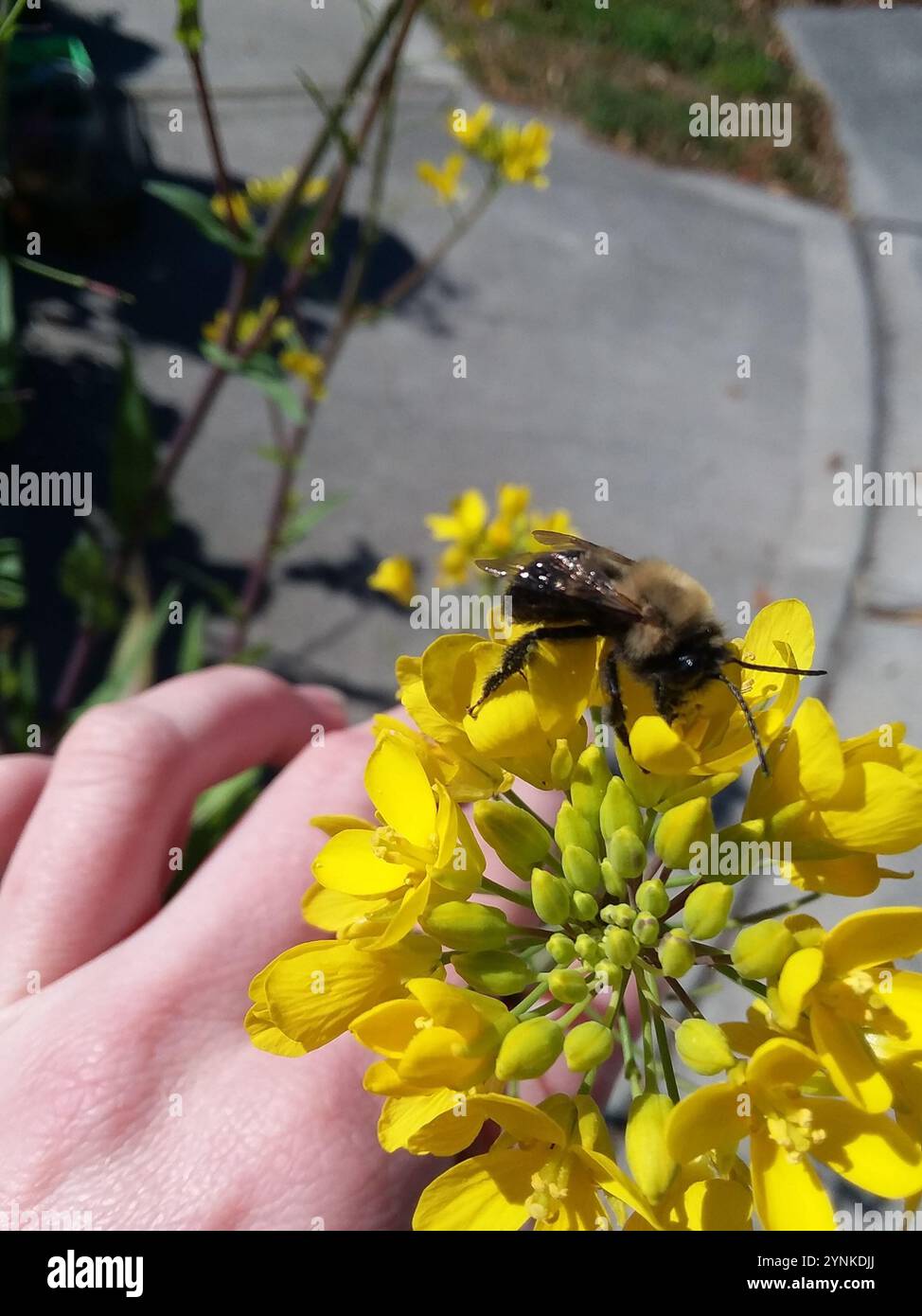 Blueberry Digger Bee (Habropoda laboriosa Stock Photo - Alamy