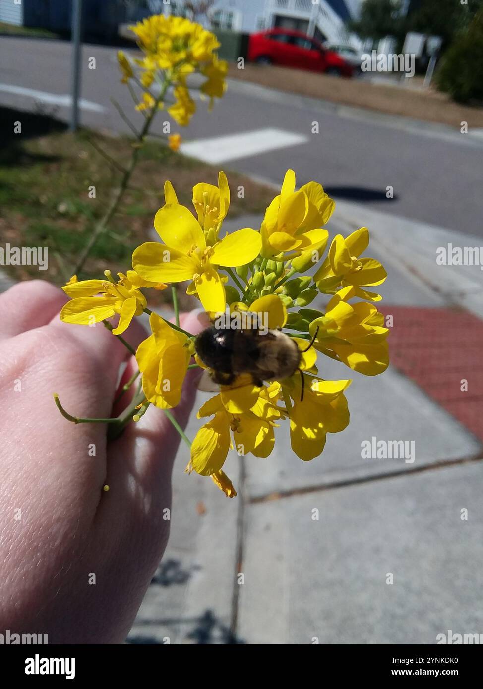 Blueberry Digger Bee (Habropoda laboriosa Stock Photo - Alamy