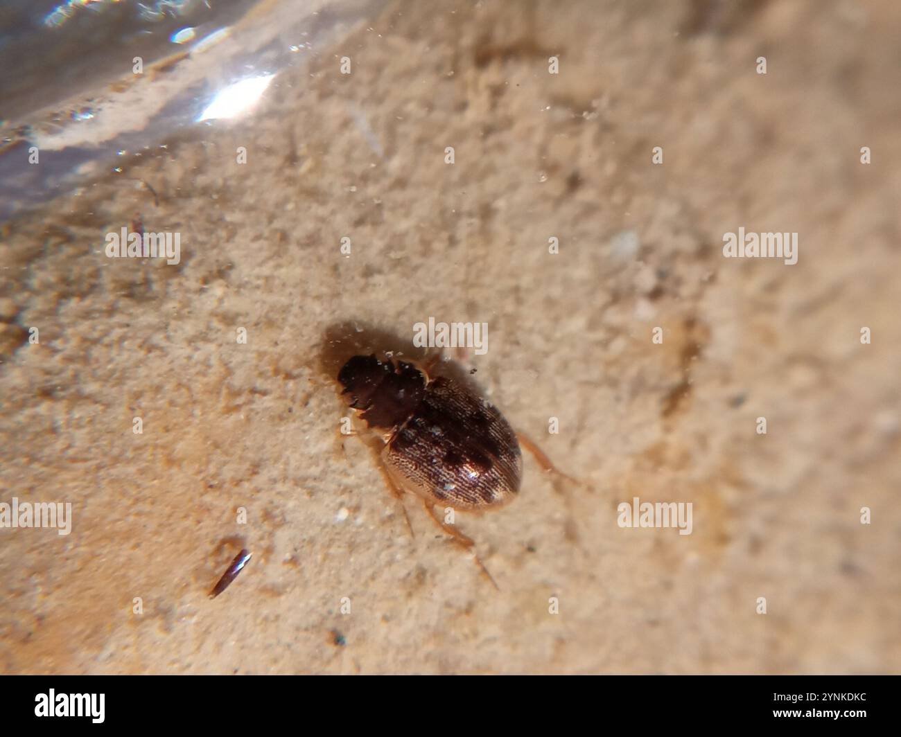 Laccobius hi-res stock photography and images - Alamy