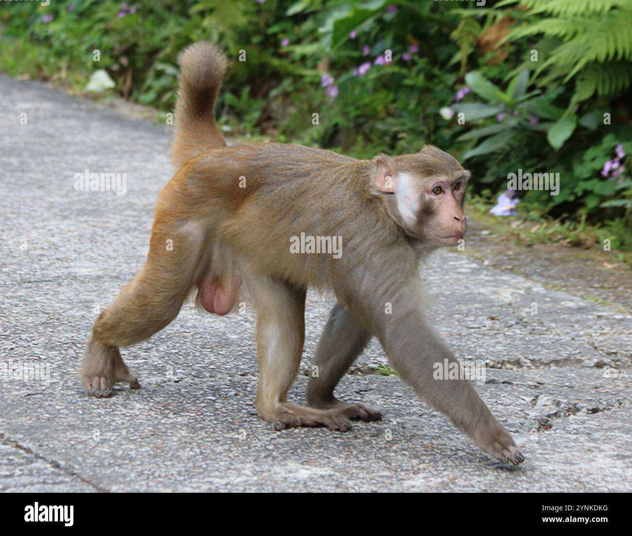 Rhesus Macaque (Macaca mulatta Stock Photo - Alamy