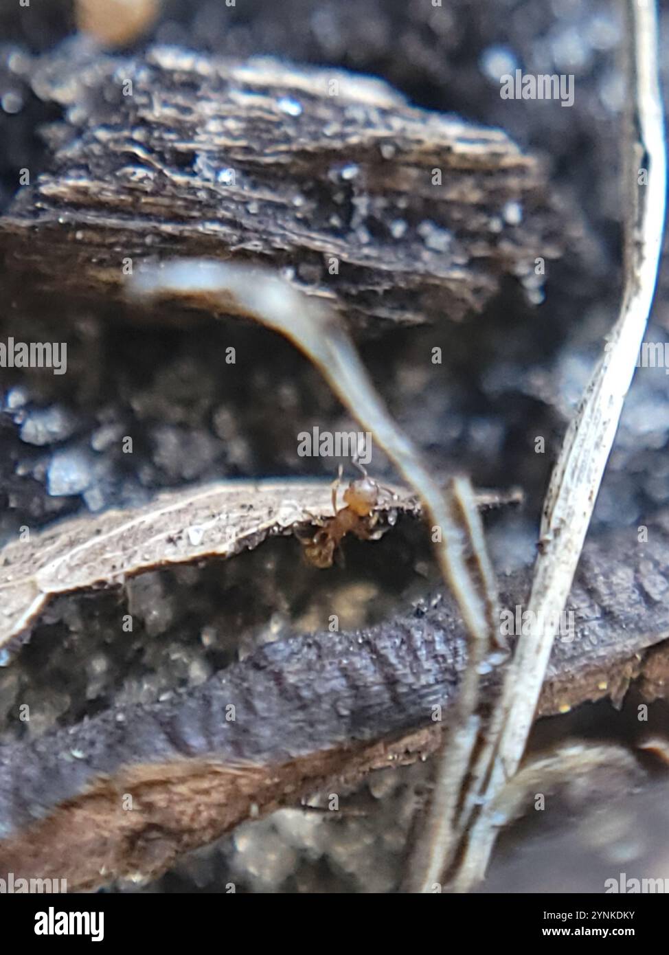 Little Fire Ant (Wasmannia auropunctata Stock Photo - Alamy