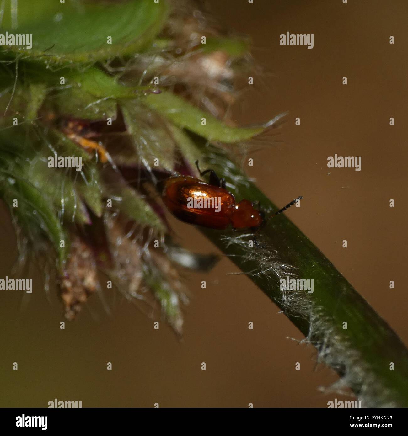 Flea Beetles (Alticini Stock Photo - Alamy