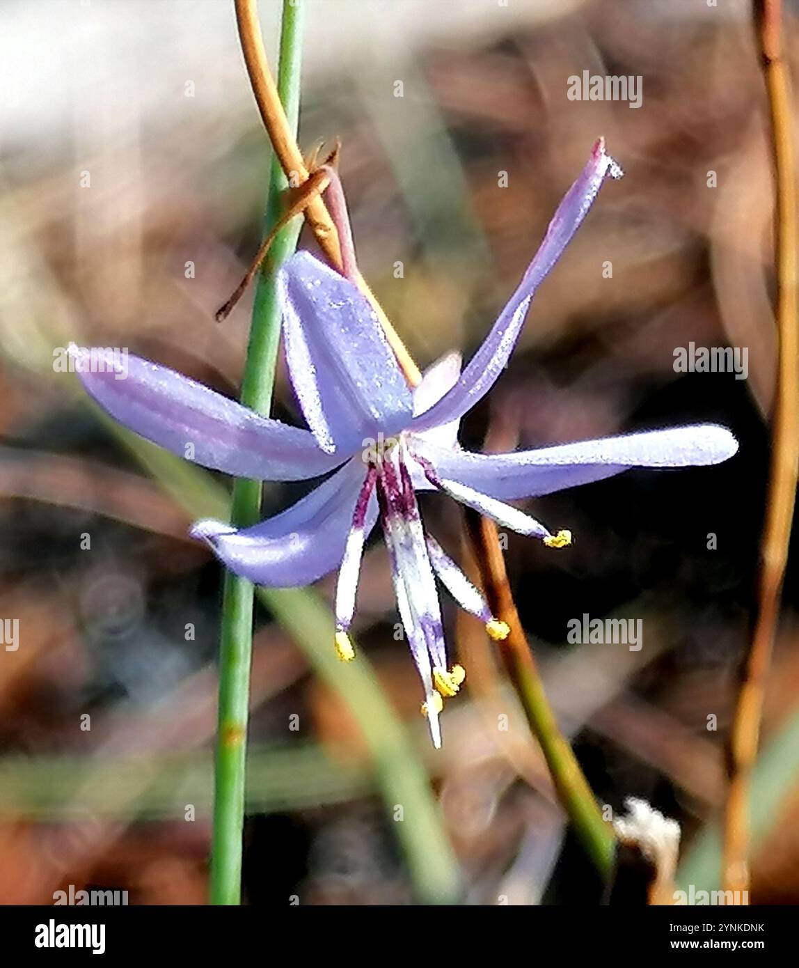 Common Grasslily (Caesia contorta Stock Photo - Alamy