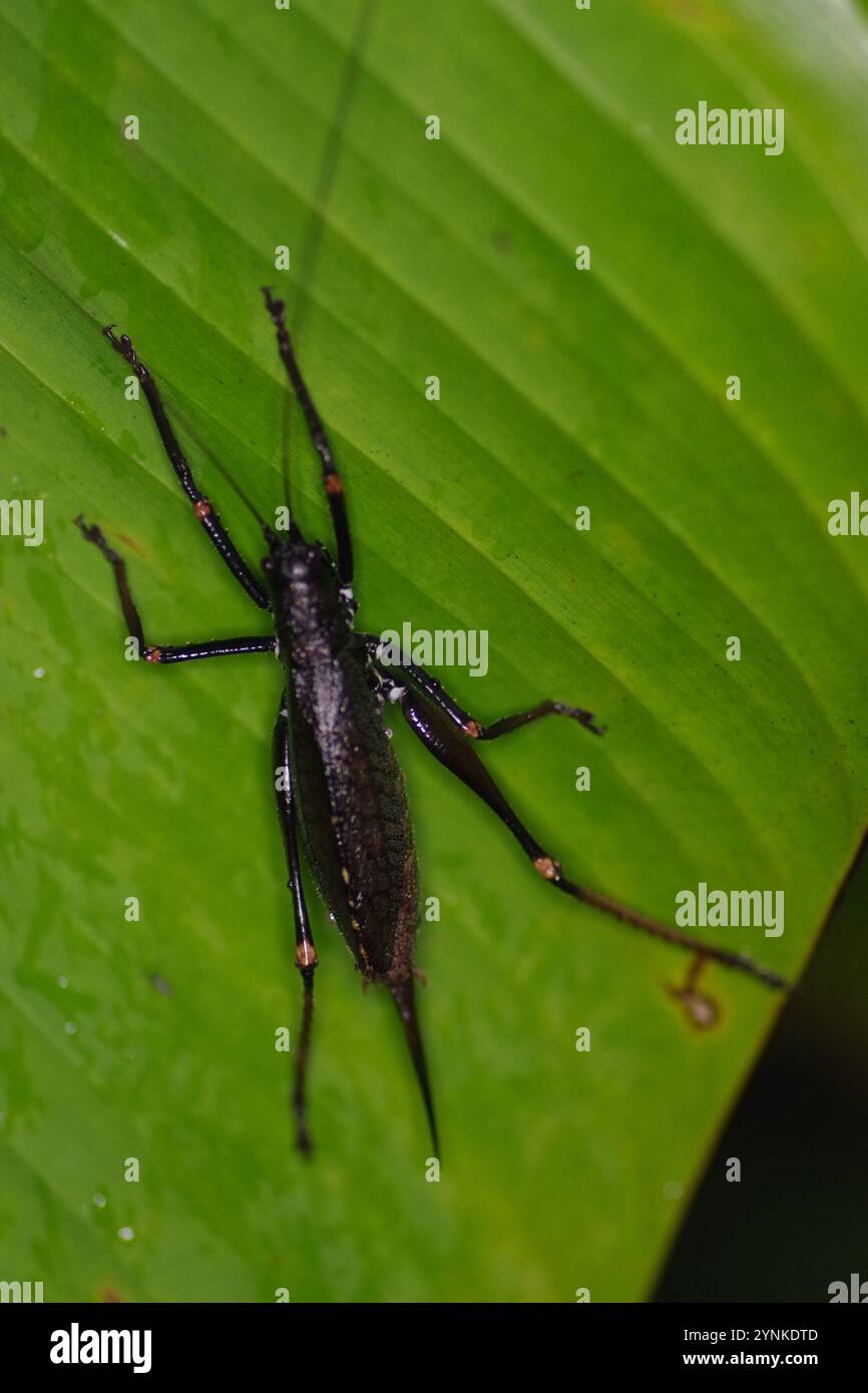 True Katydids (Pseudophyllinae Stock Photo - Alamy