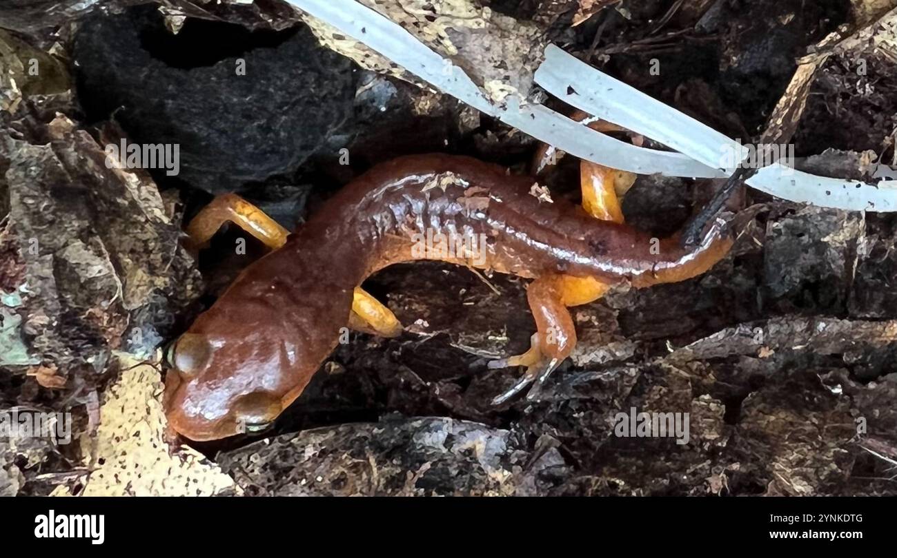 Xanthoptica hi-res stock photography and images - Alamy