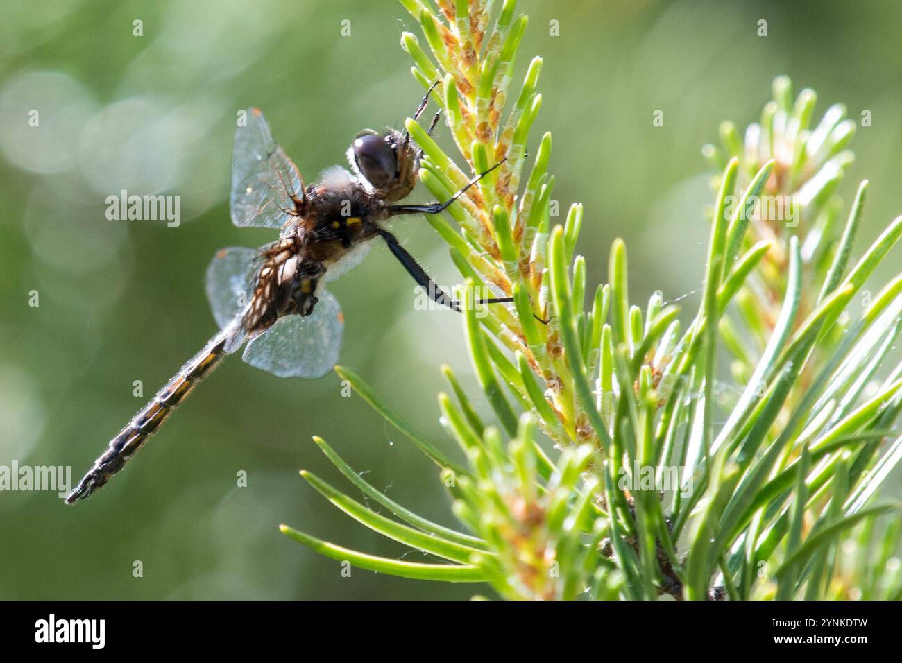 Common Baskettail (Epitheca cynosura Stock Photo - Alamy