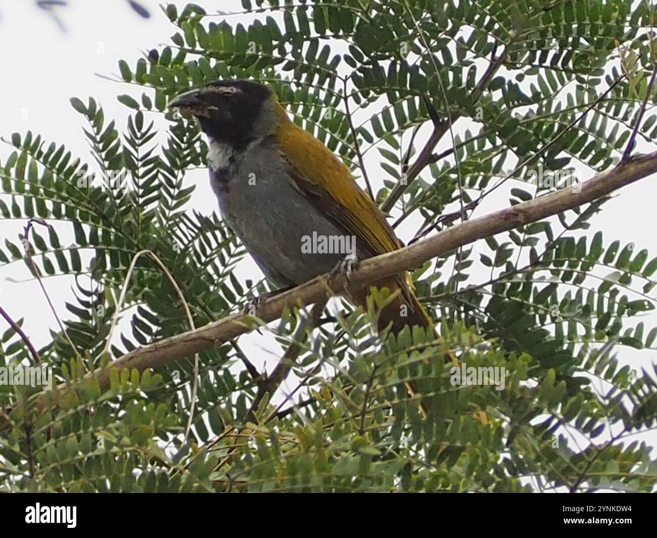 Black headed saltator hi-res stock photography and images - Alamy