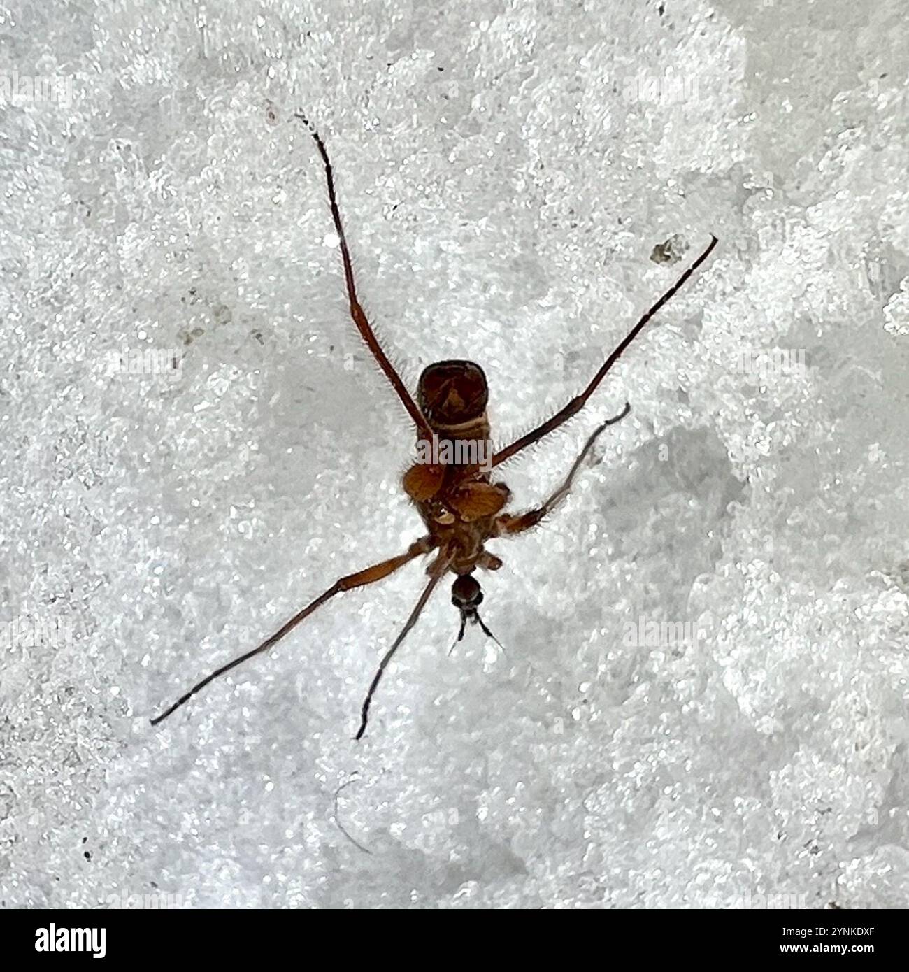 Snow Flies (Chionea Stock Photo - Alamy