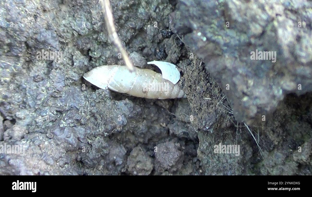 Papillifera papillaris hi-res stock photography and images - Alamy