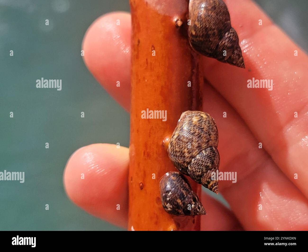 Littoraria angulifera hi-res stock photography and images - Alamy