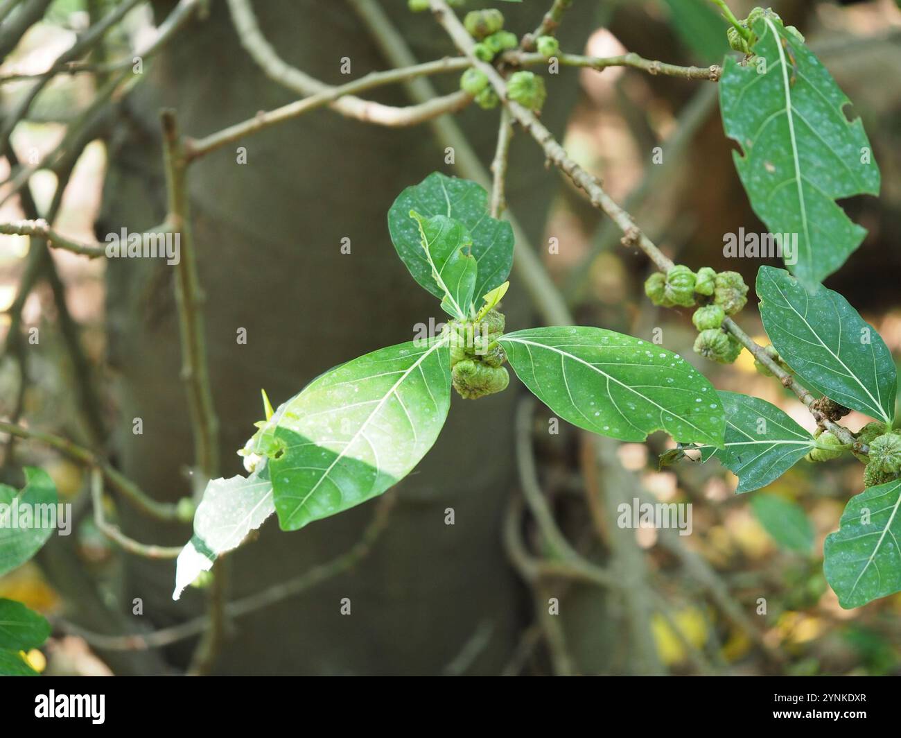 Hauili fig tree (Ficus septica Stock Photo - Alamy