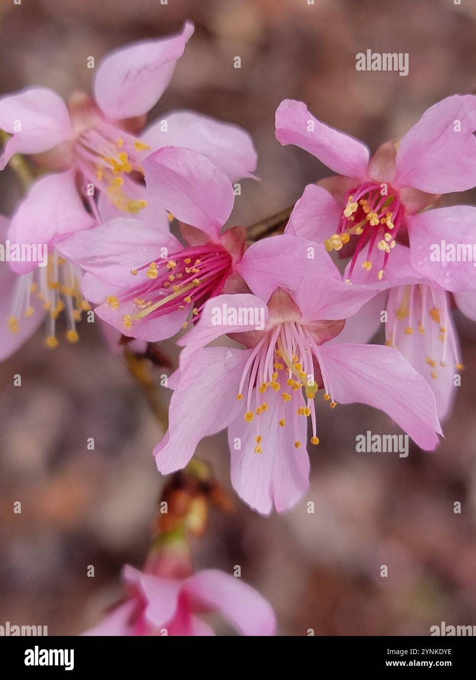 Rosebud Cherry (Prunus × subhirtella Stock Photo - Alamy