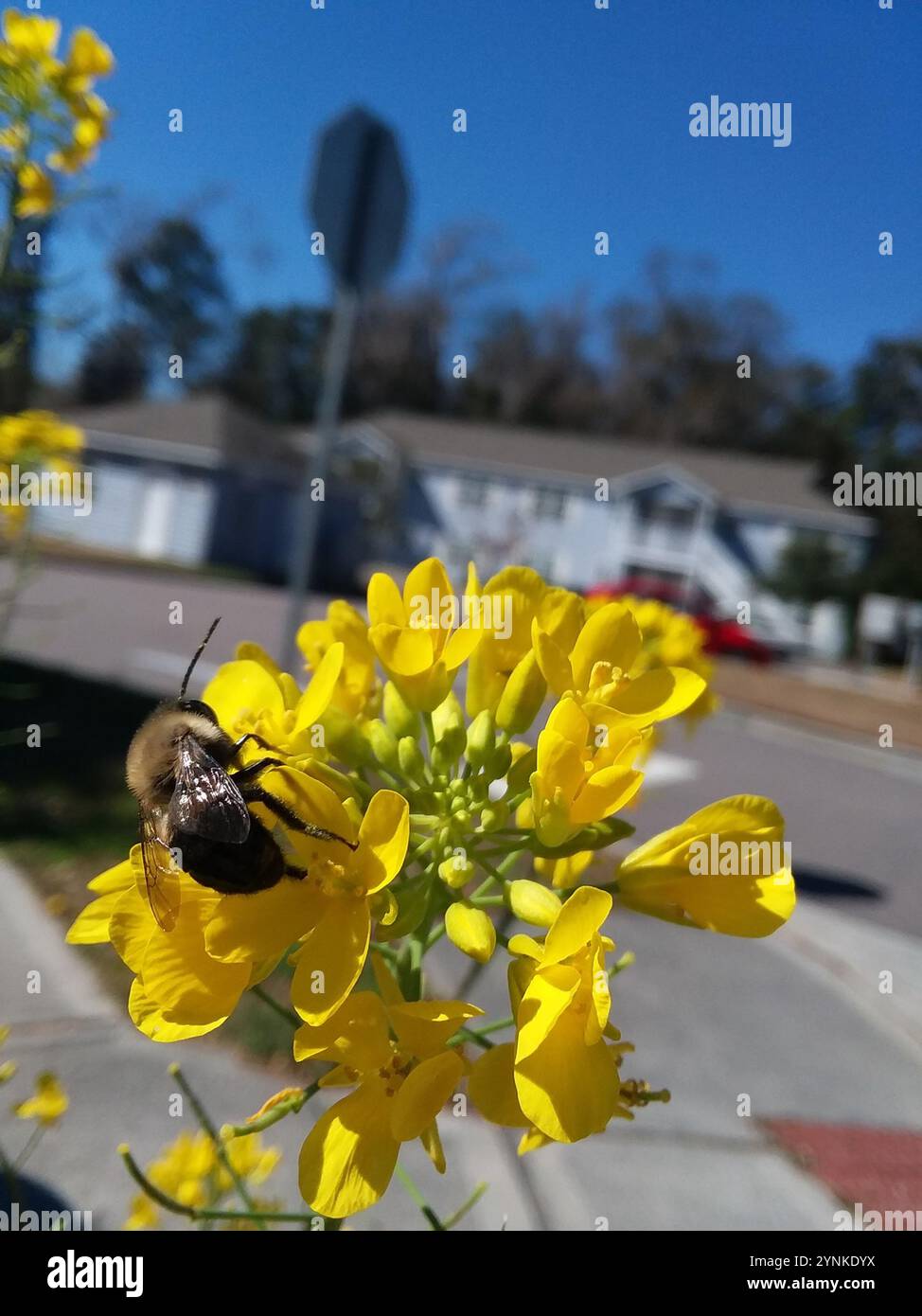 Blueberry Digger Bee (Habropoda laboriosa Stock Photo - Alamy