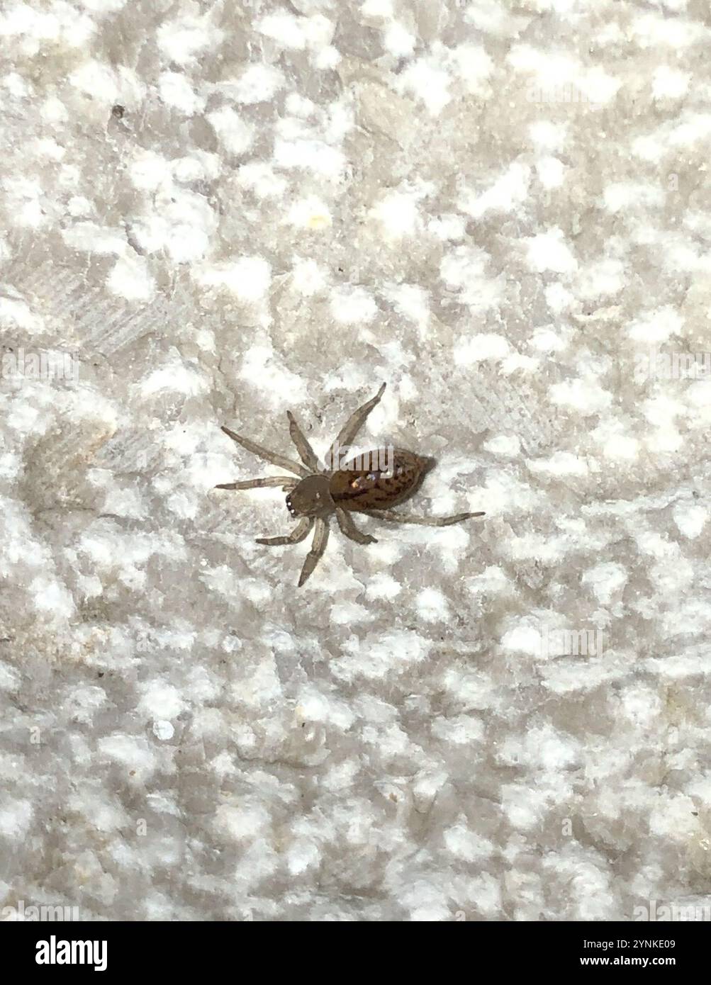 Sac Spiders (Clubionidae Stock Photo - Alamy