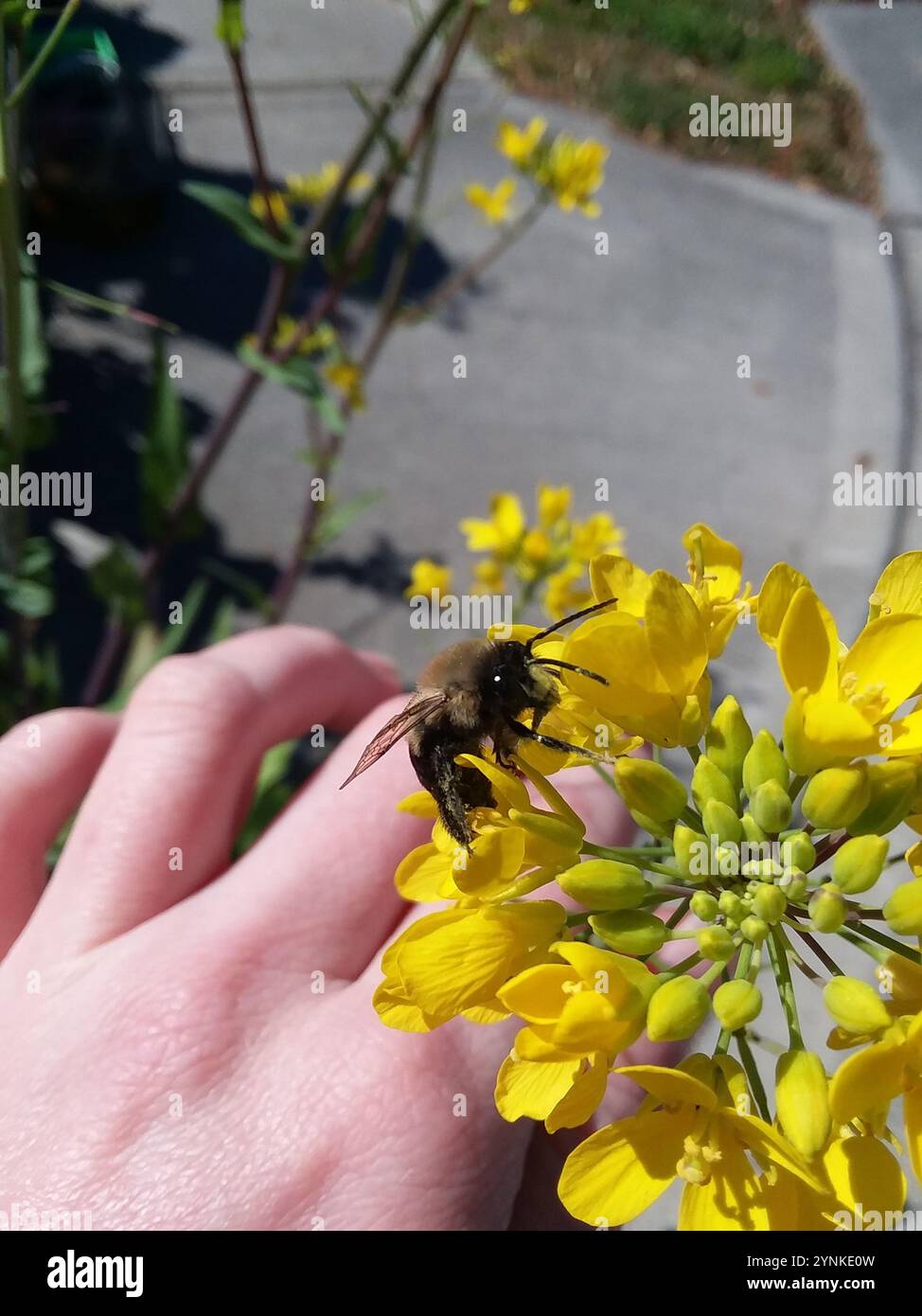 Blueberry Digger Bee (Habropoda laboriosa Stock Photo - Alamy