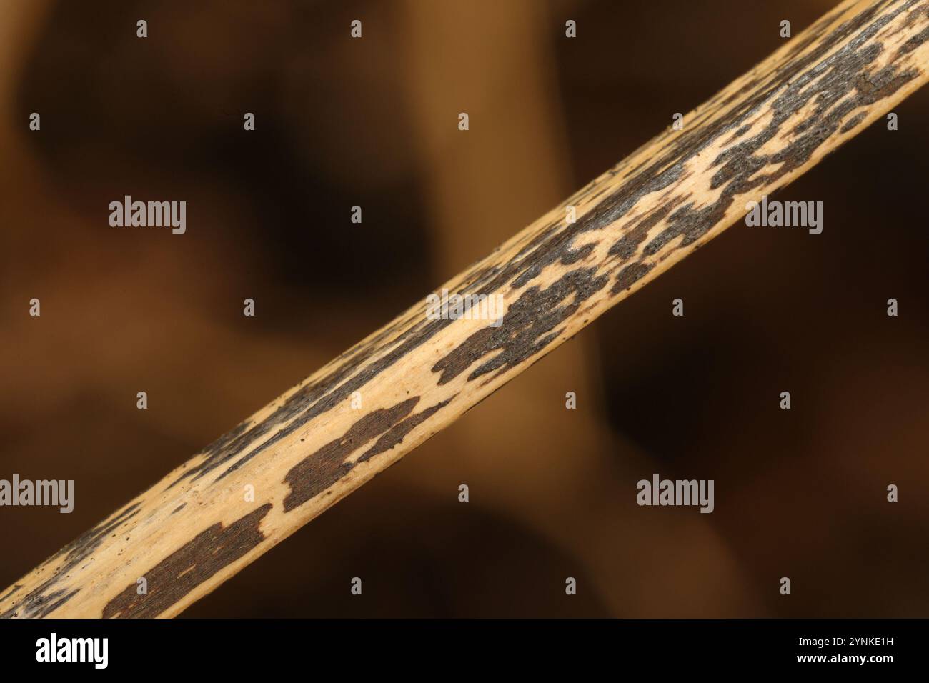 Map of bracken hi-res stock photography and images - Alamy