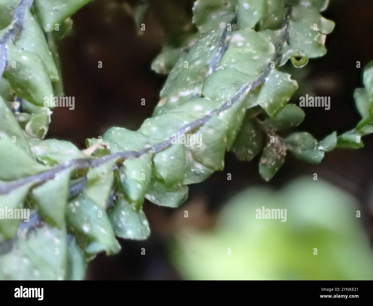 Greater Featherwort (Plagiochila asplenioides Stock Photo - Alamy