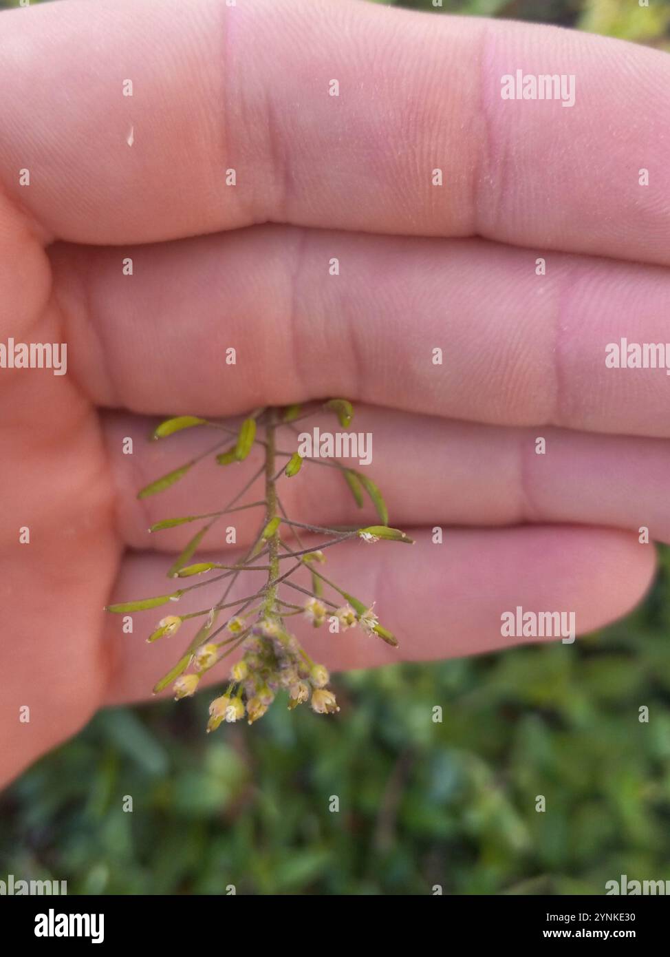 Western Tansymustard (Descurainia pinnata Stock Photo - Alamy