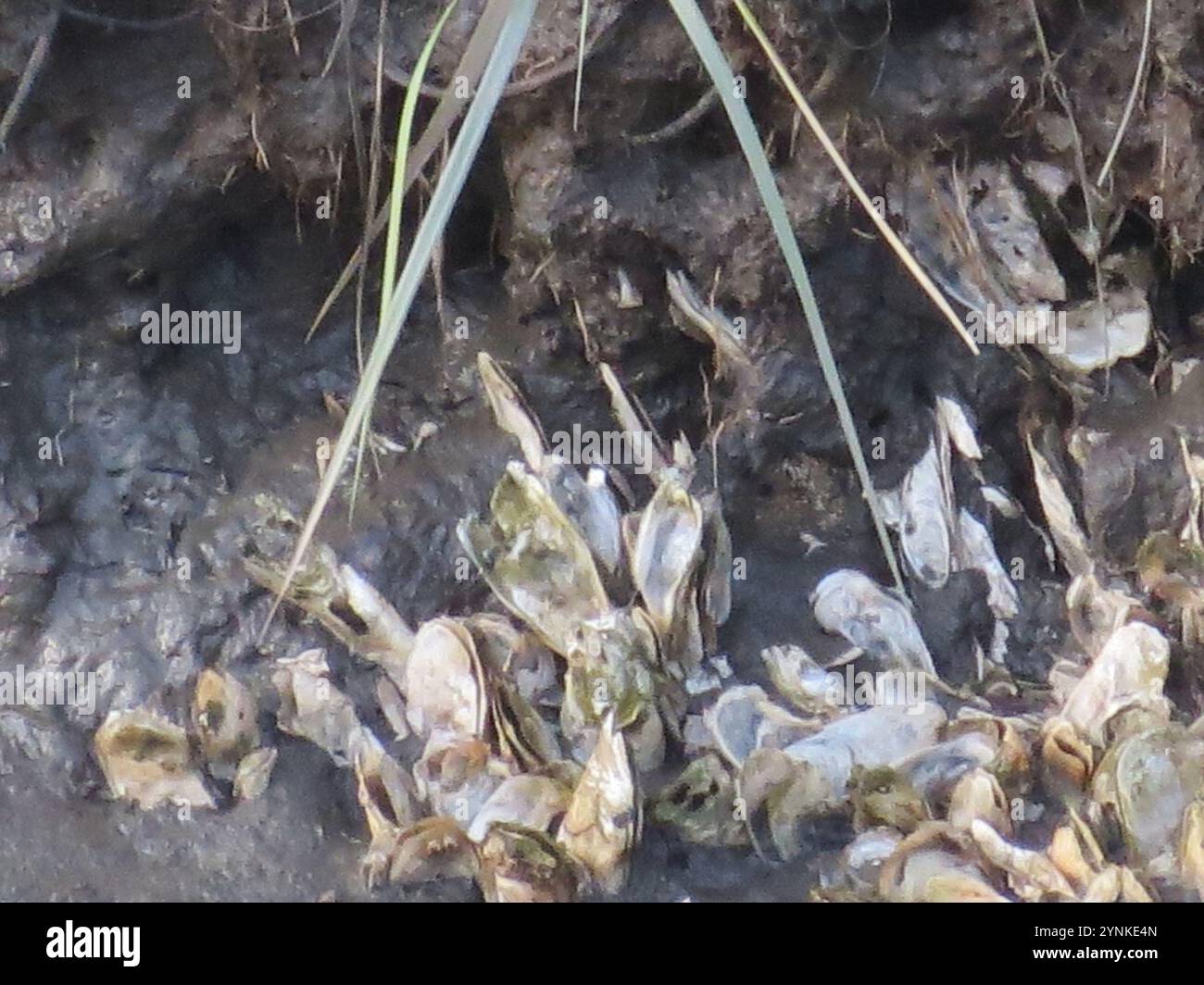 Eastern Oyster (Crassostrea virginica Stock Photo - Alamy