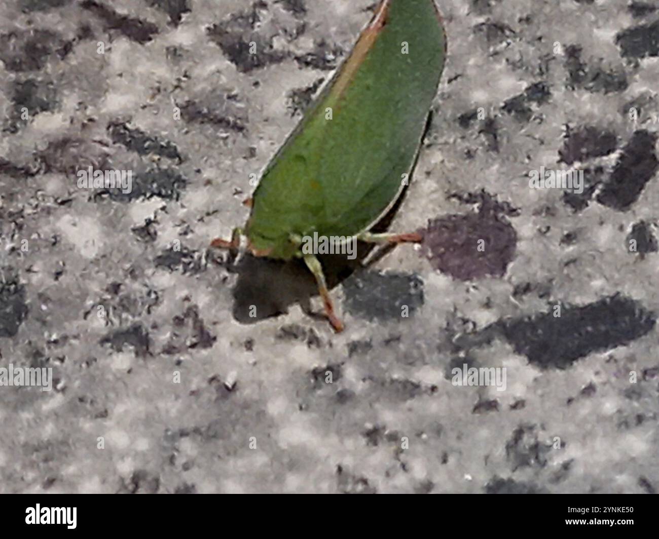Torpedo Bug (Siphanta acuta Stock Photo - Alamy