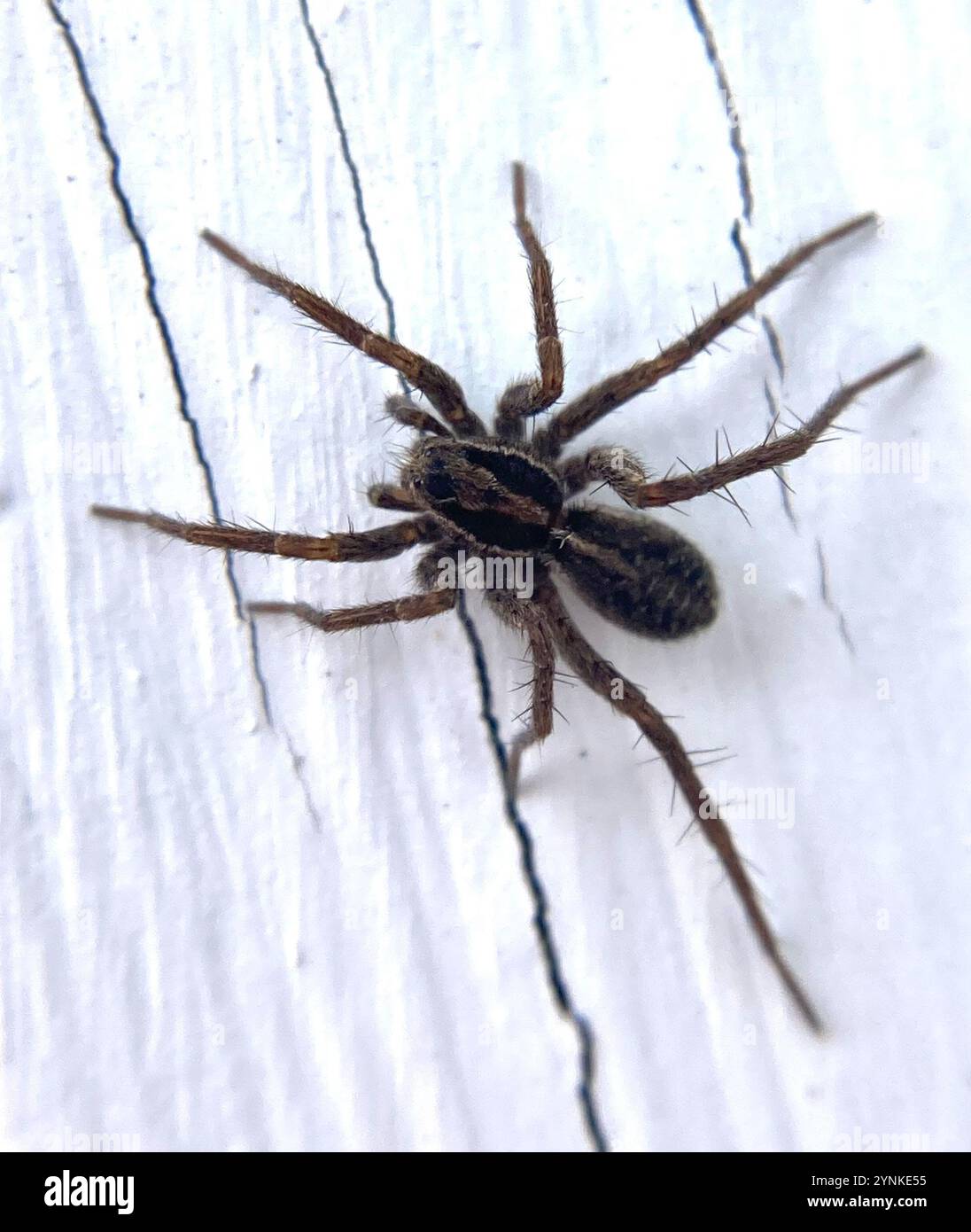 Thin-legged Wolf Spiders (Pardosa Stock Photo - Alamy