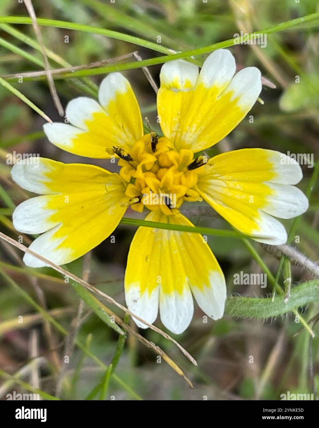 tidy tips (Layia platyglossa Stock Photo - Alamy