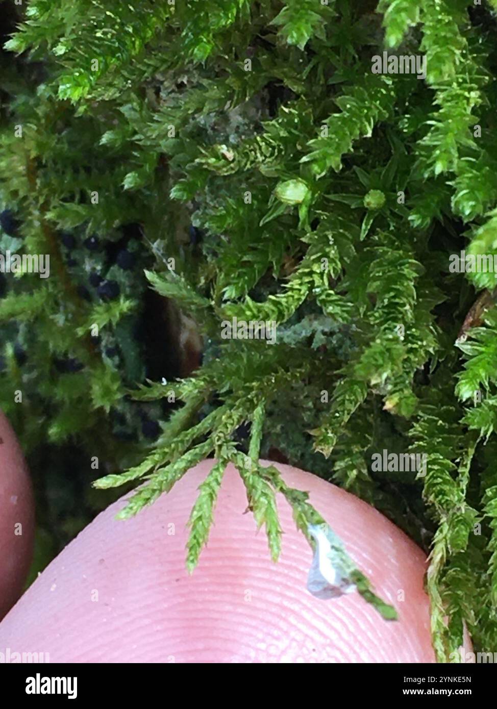 fan moss (Forsstroemia trichomitria Stock Photo - Alamy