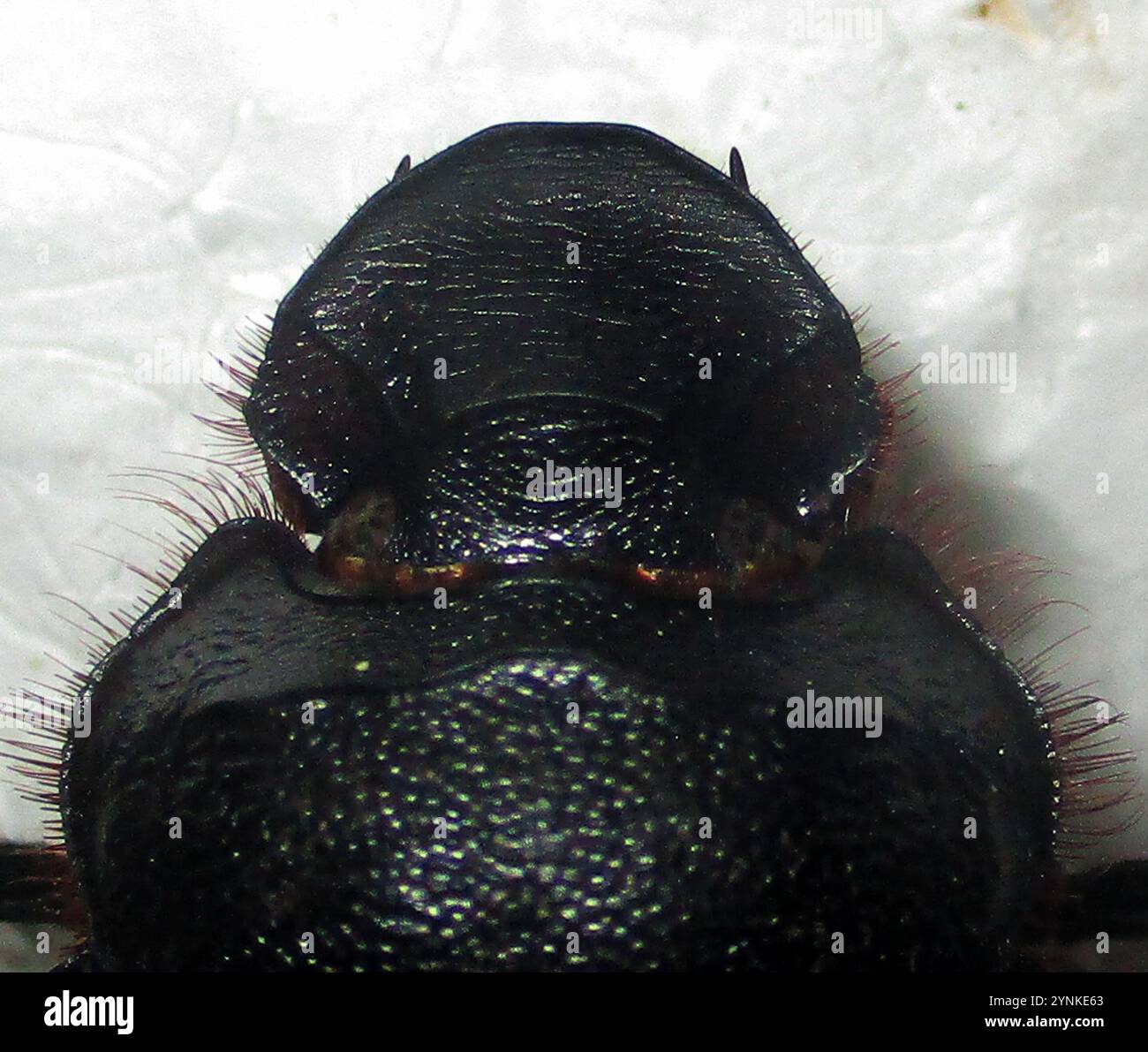 Giant Dung Beetles (Heliocopris Stock Photo - Alamy