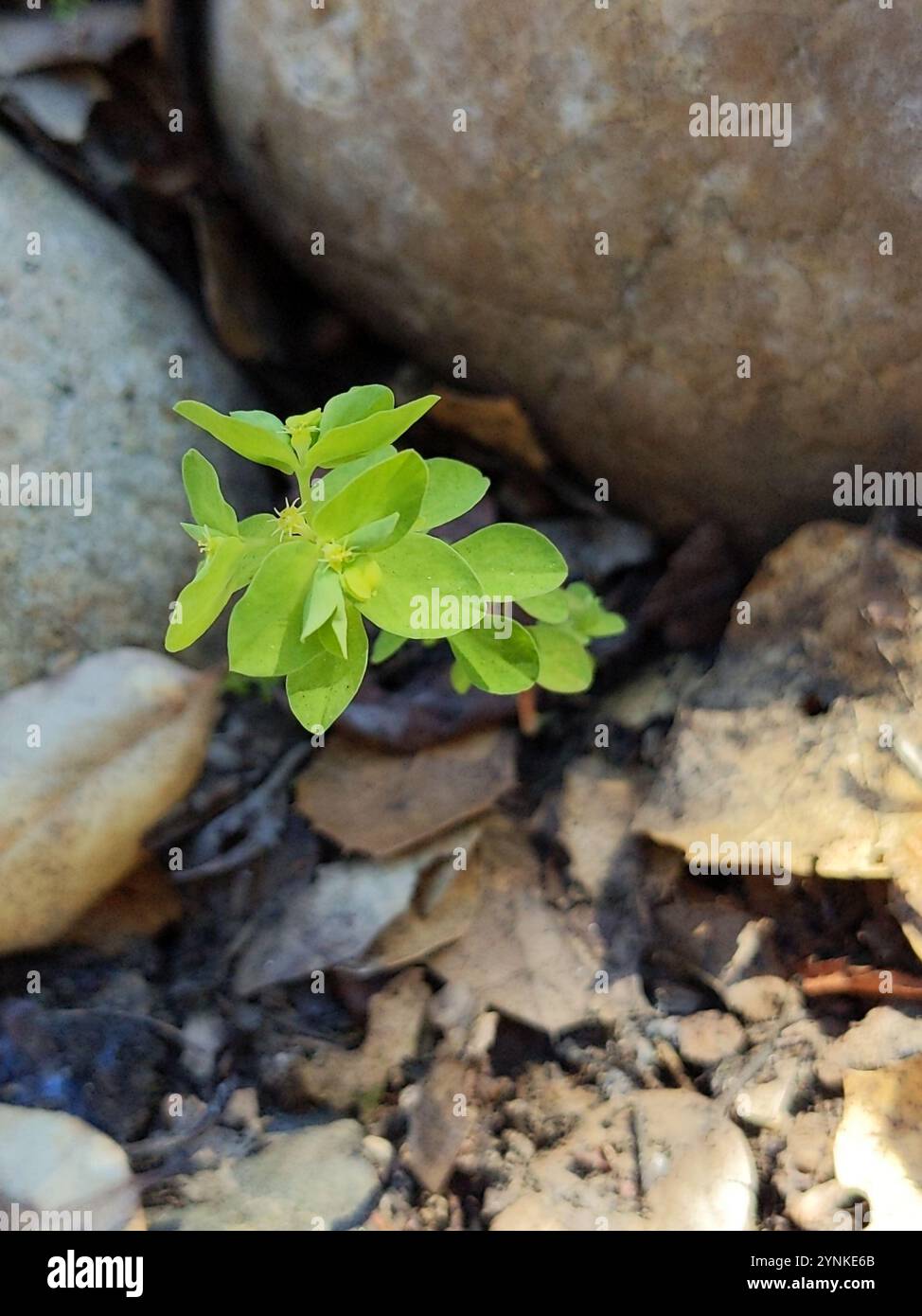 Petty Spurge (Euphorbia peplus Stock Photo - Alamy