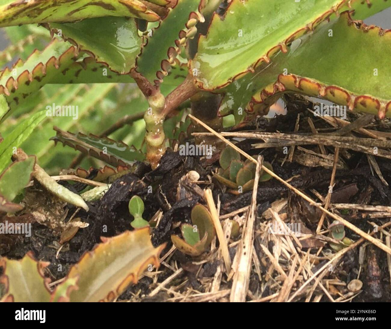 Alligator Plant (Kalanchoe daigremontiana Stock Photo - Alamy