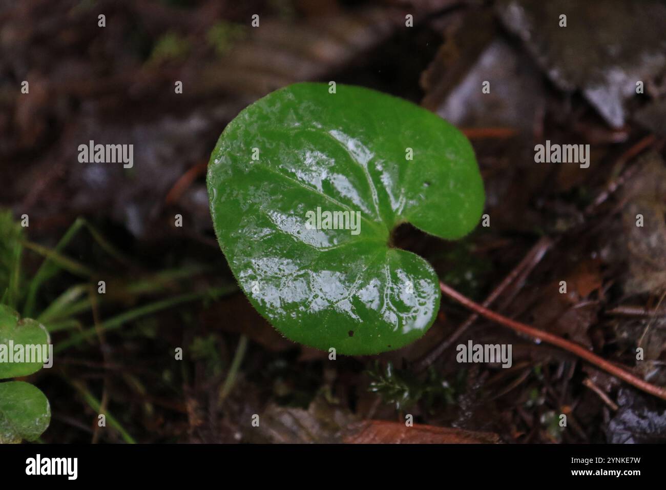 Western Wild Ginger (Asarum caudatum Stock Photo - Alamy