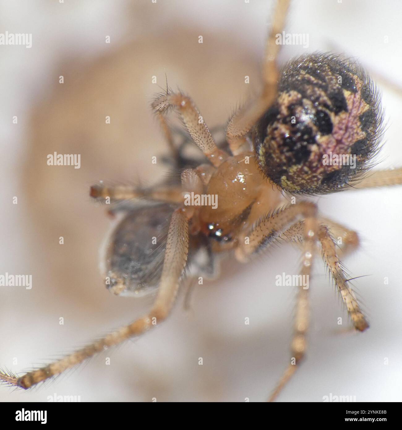 Typical Cobweb Spiders (Theridion Stock Photo - Alamy