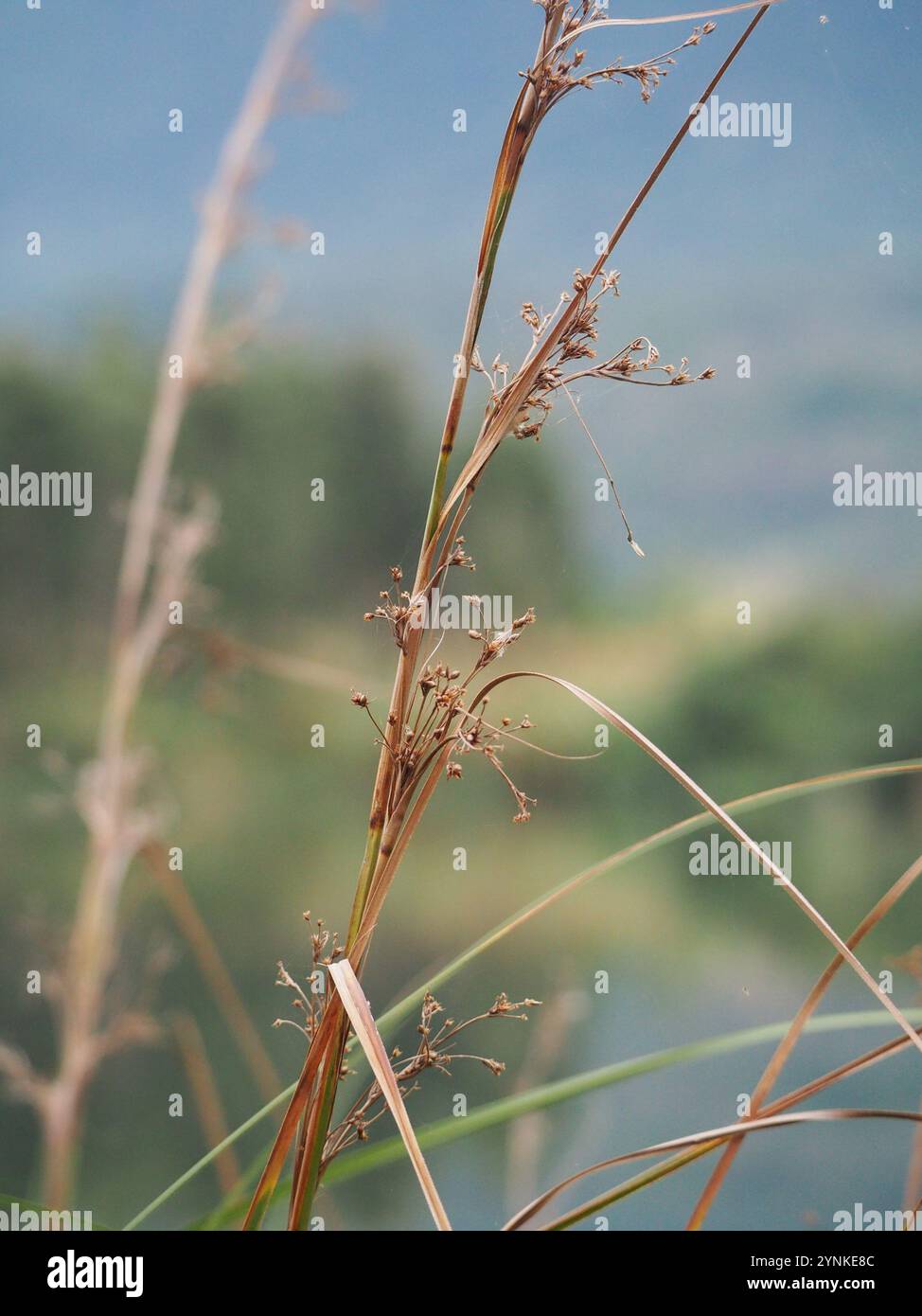 (Cladium mariscus mariscus Stock Photo - Alamy