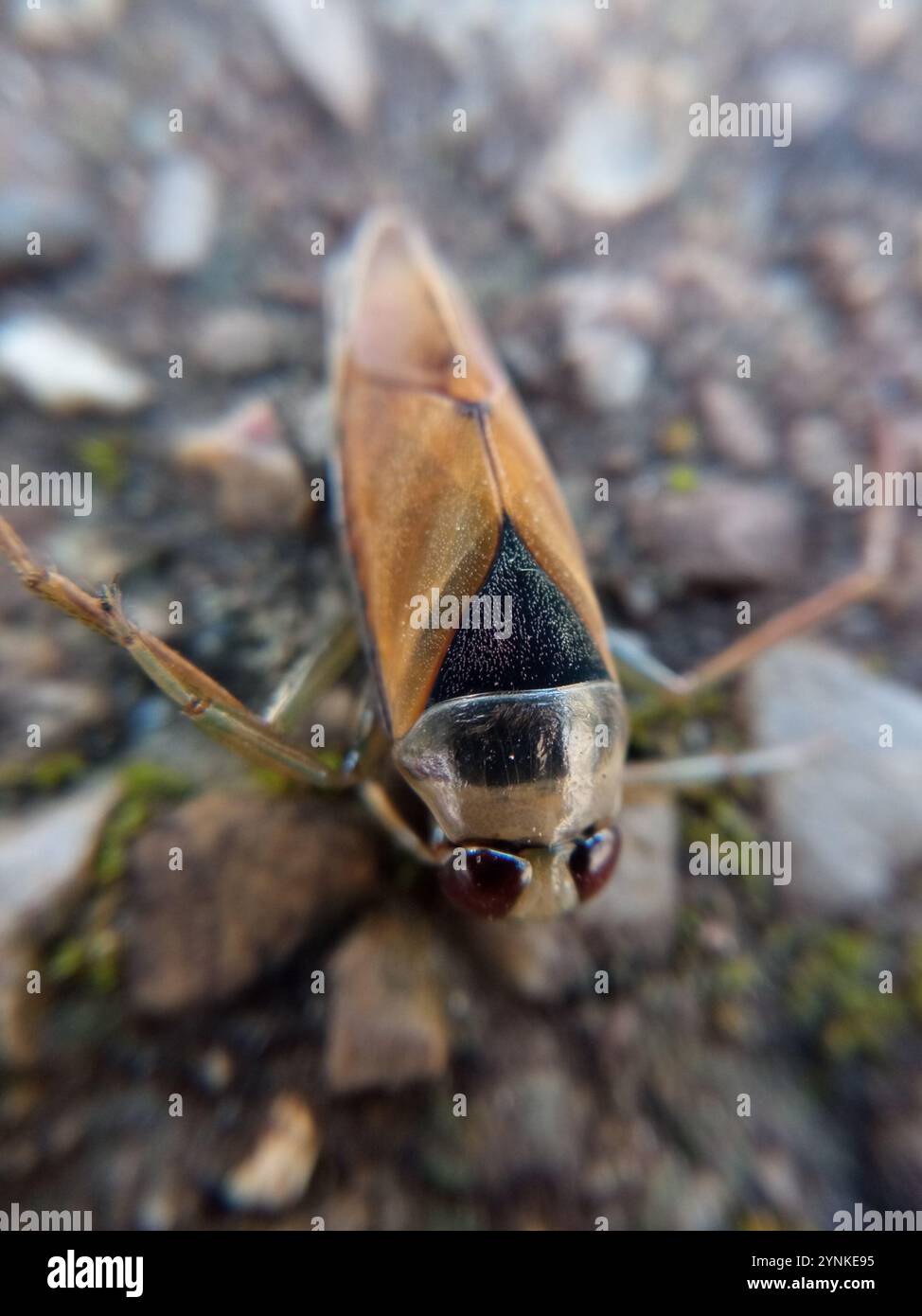 Eurasian Greater Water Boatman (Notonecta glauca Stock Photo - Alamy