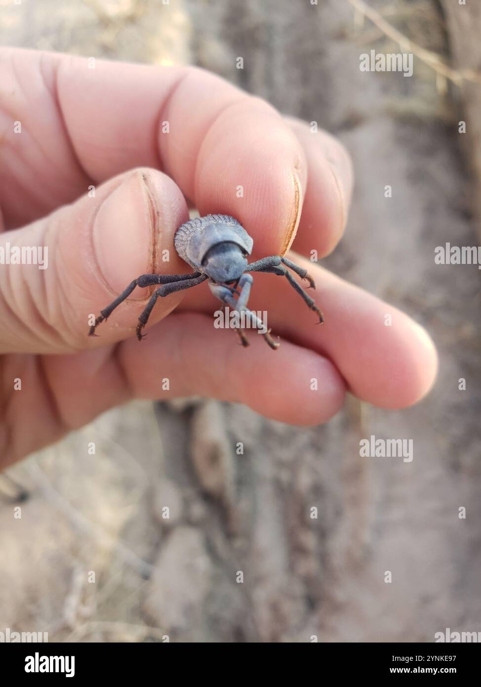 Desert Ironclad Beetle (Asbolus verrucosus Stock Photo - Alamy
