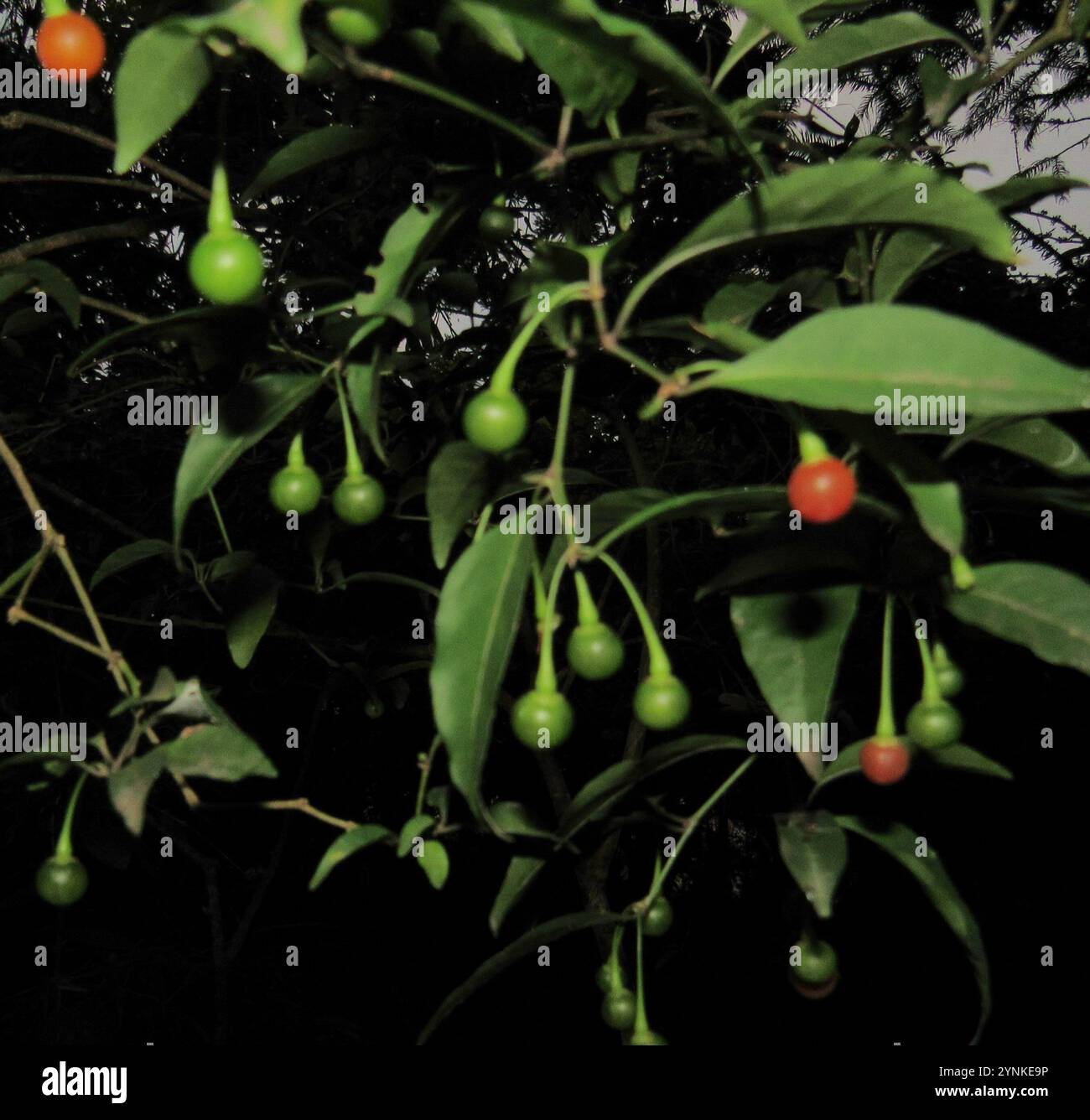 nightshade family (Solanaceae Stock Photo - Alamy