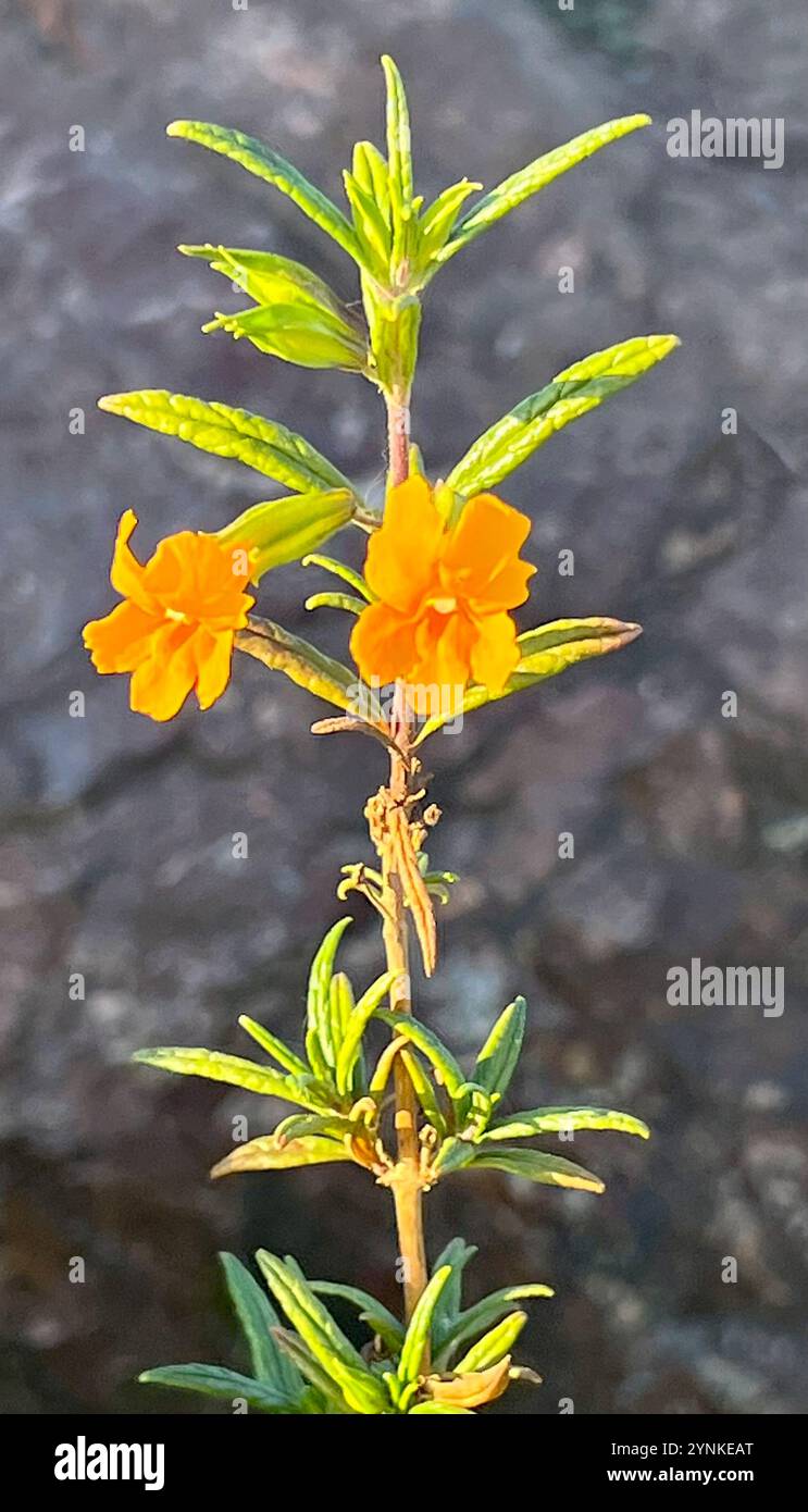 orange bush monkeyflower (Diplacus aurantiacus Stock Photo - Alamy