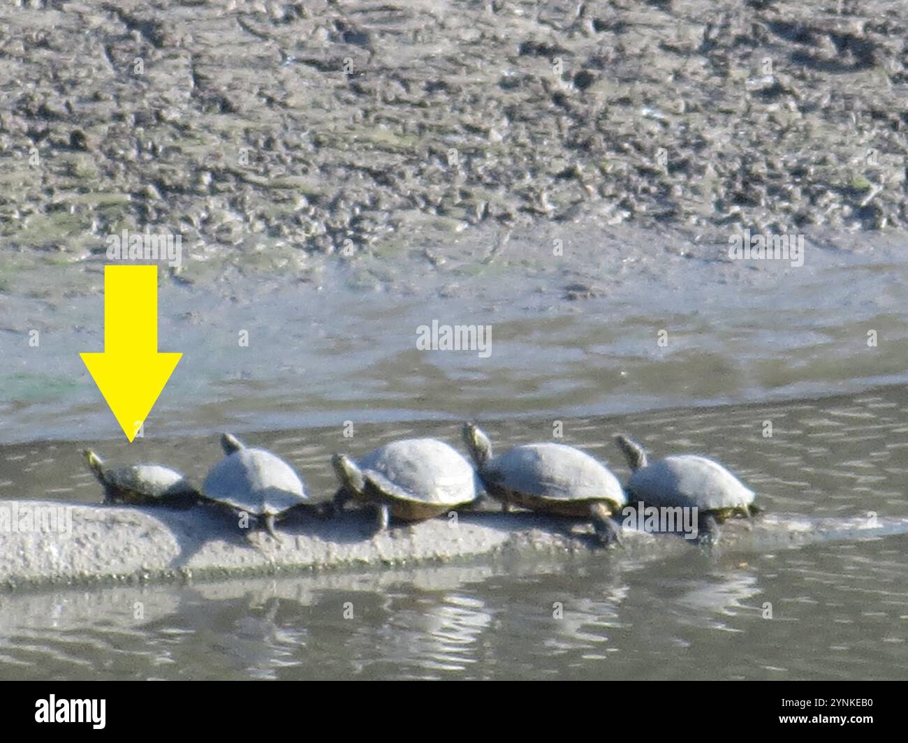 Pond Slider (Trachemys scripta Stock Photo - Alamy