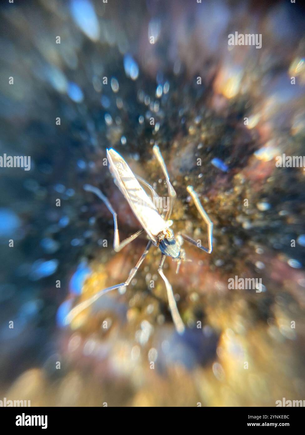 Non-biting Midges (Chironomidae Stock Photo - Alamy