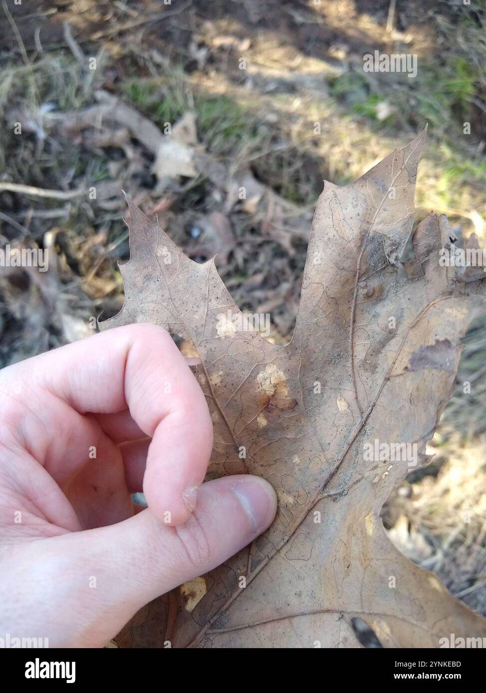 Oregon Ash (Fraxinus latifolia Stock Photo - Alamy