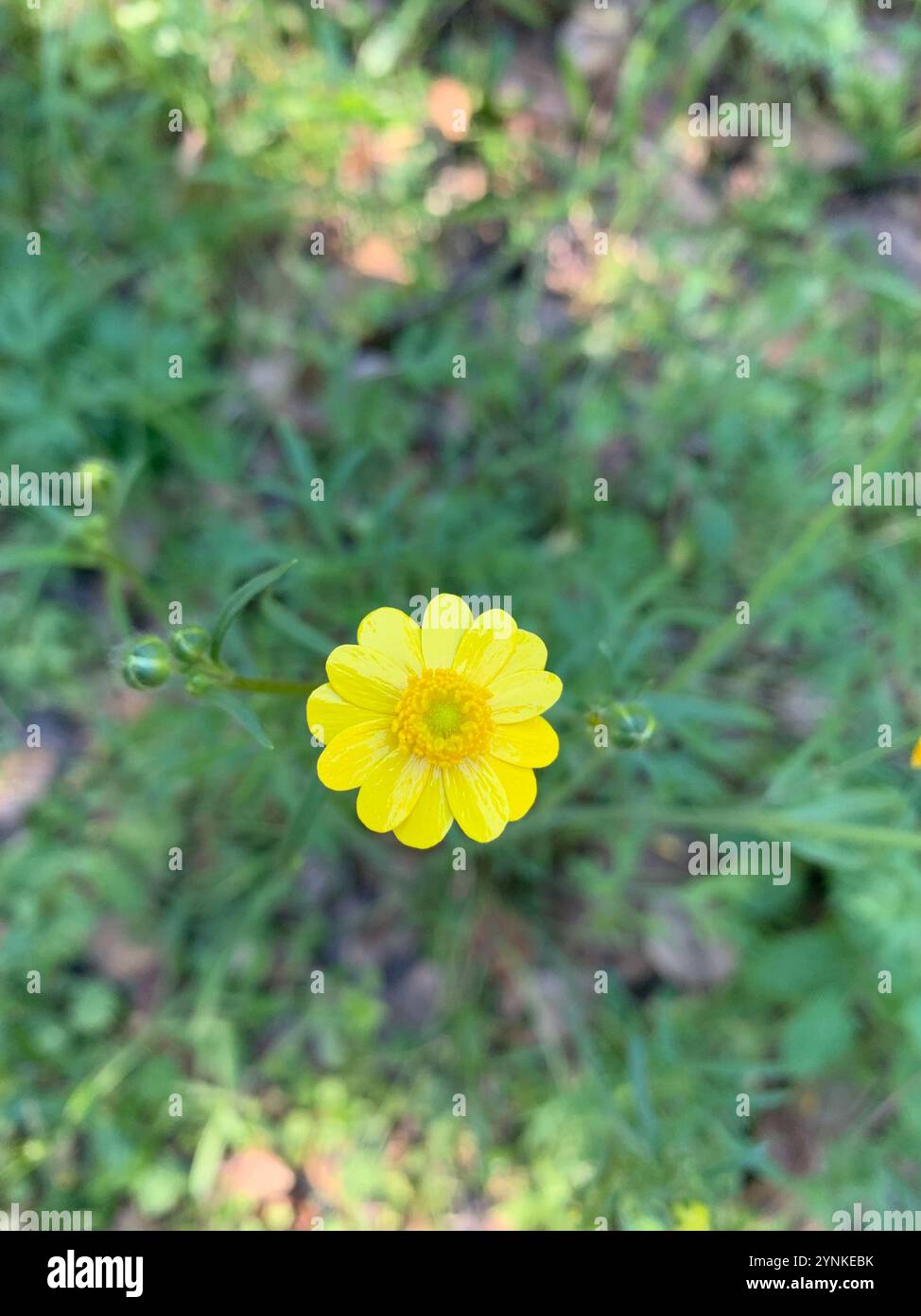 California buttercup (Ranunculus californicus Stock Photo - Alamy