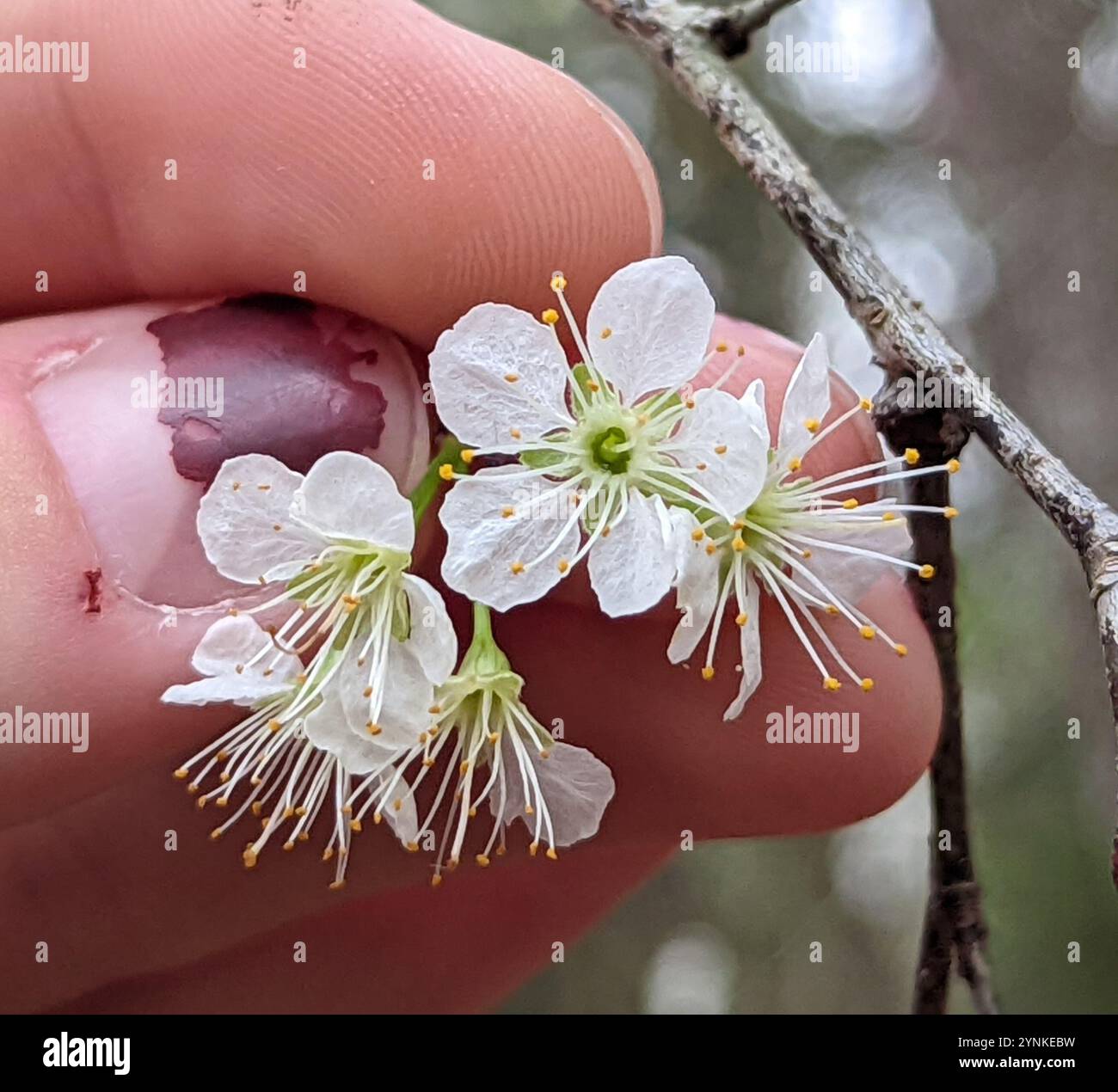 Hog Plum (Prunus umbellata Stock Photo - Alamy