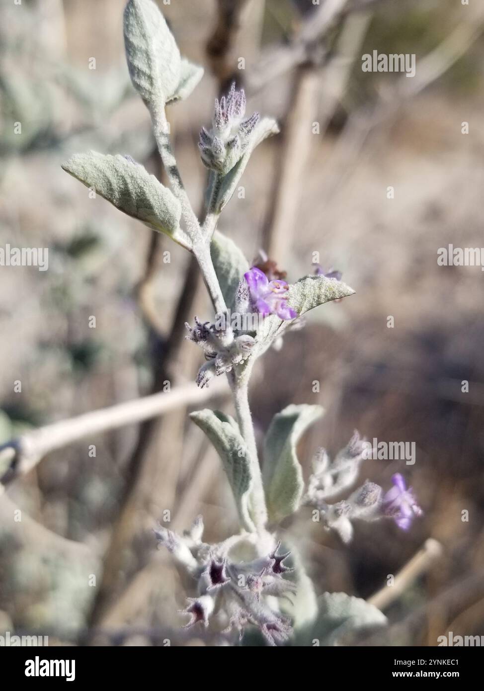 desert lavender (Condea emoryi Stock Photo - Alamy