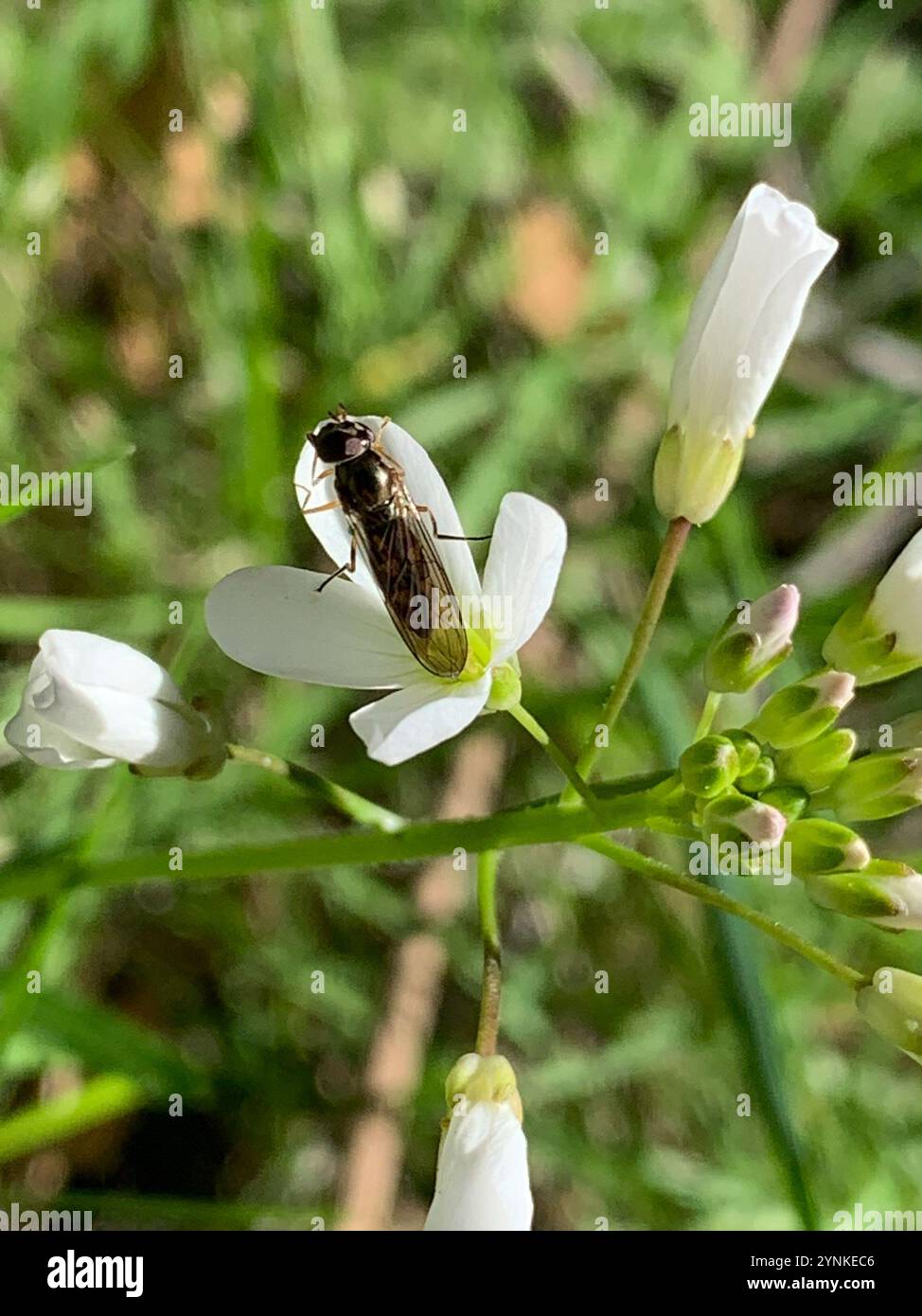 Variable Duskyface Fly (Melanostoma mellinum Stock Photo - Alamy