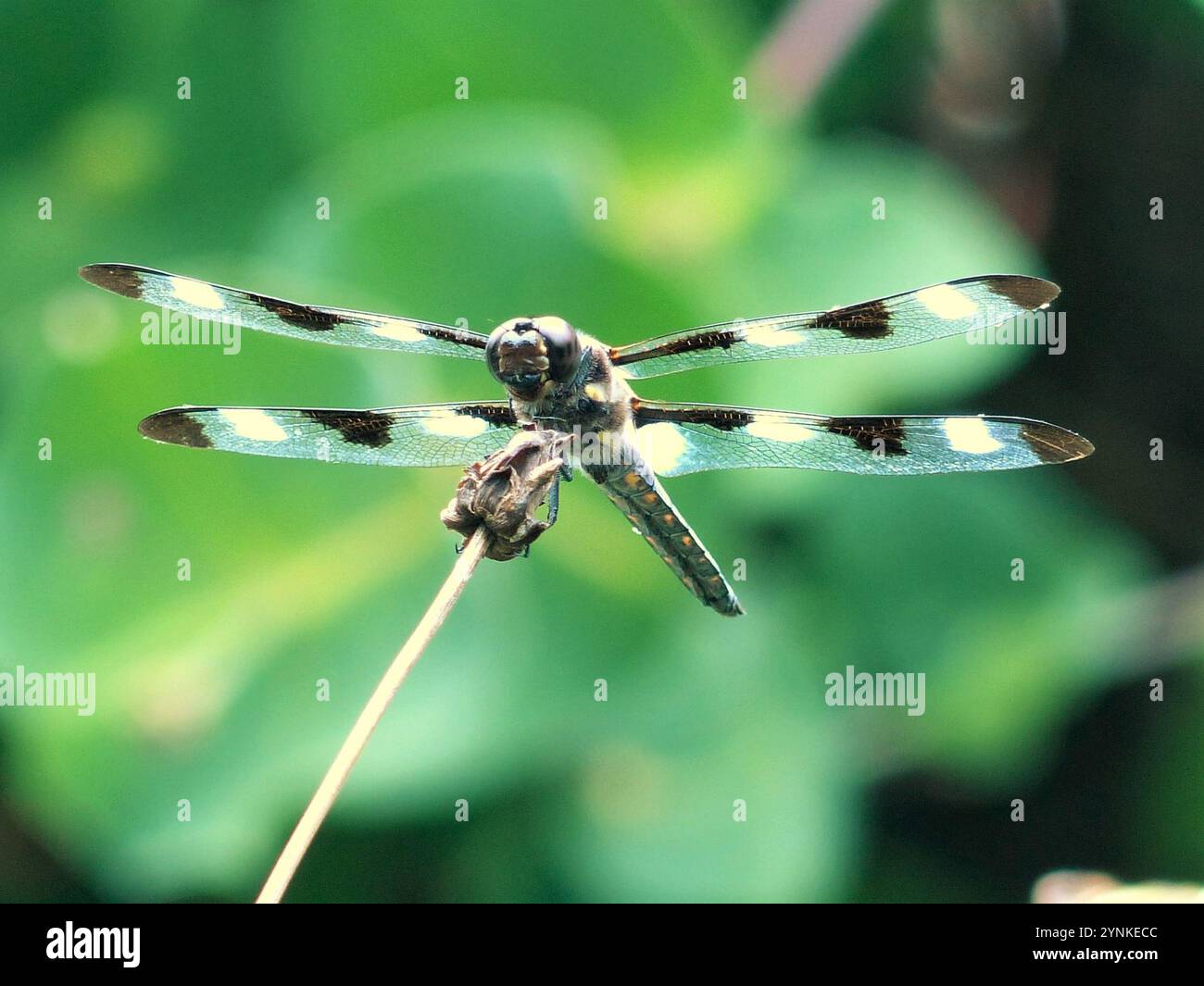 Twelve-spotted Skimmer (Libellula pulchella Stock Photo - Alamy