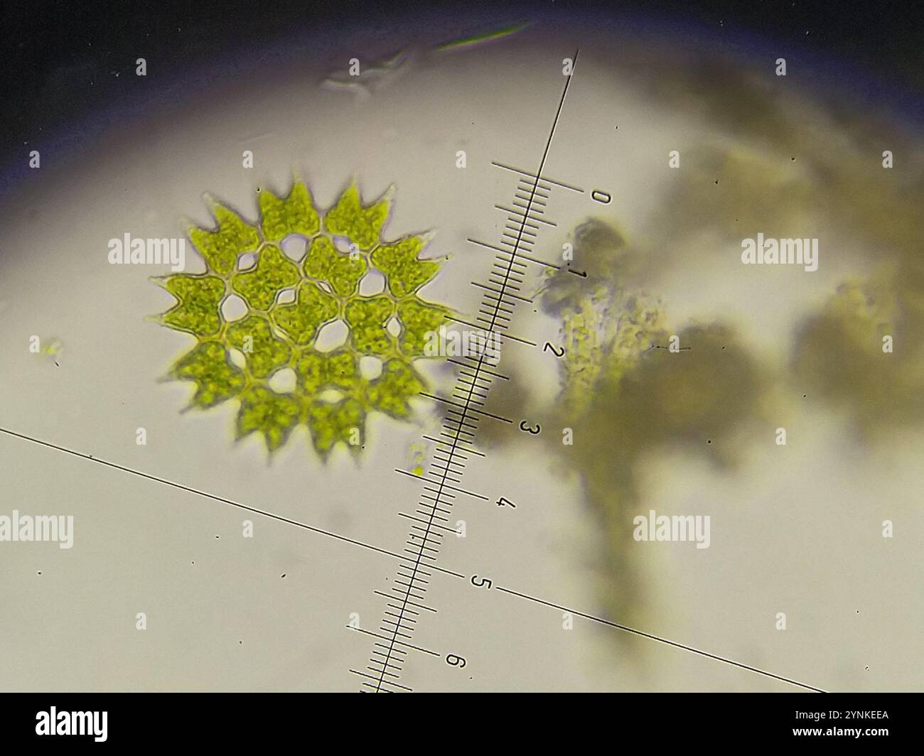 Pediastrum hi-res stock photography and images - Alamy